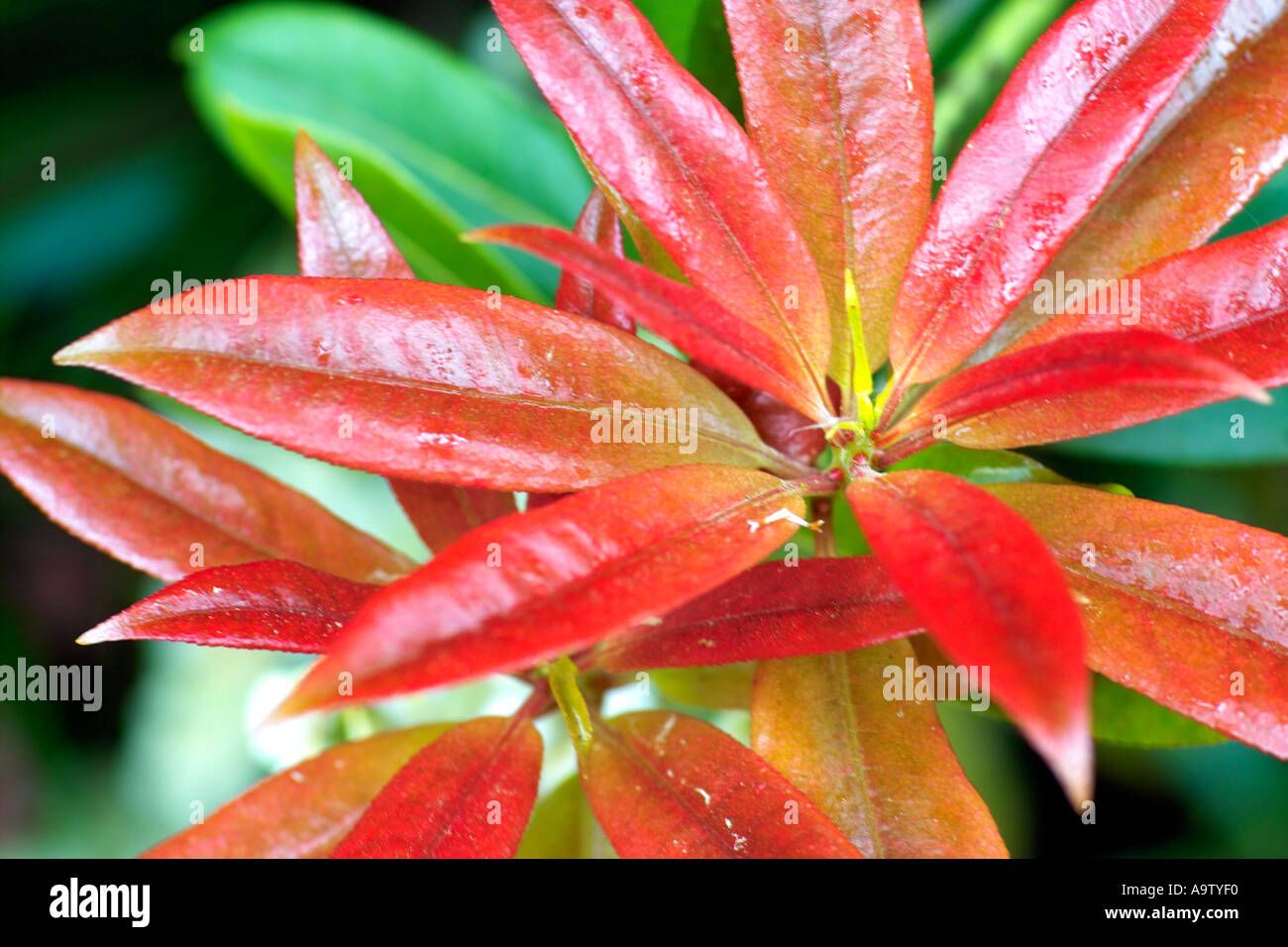 Photinia Red Robin in Spring Stock Photo - Alamy