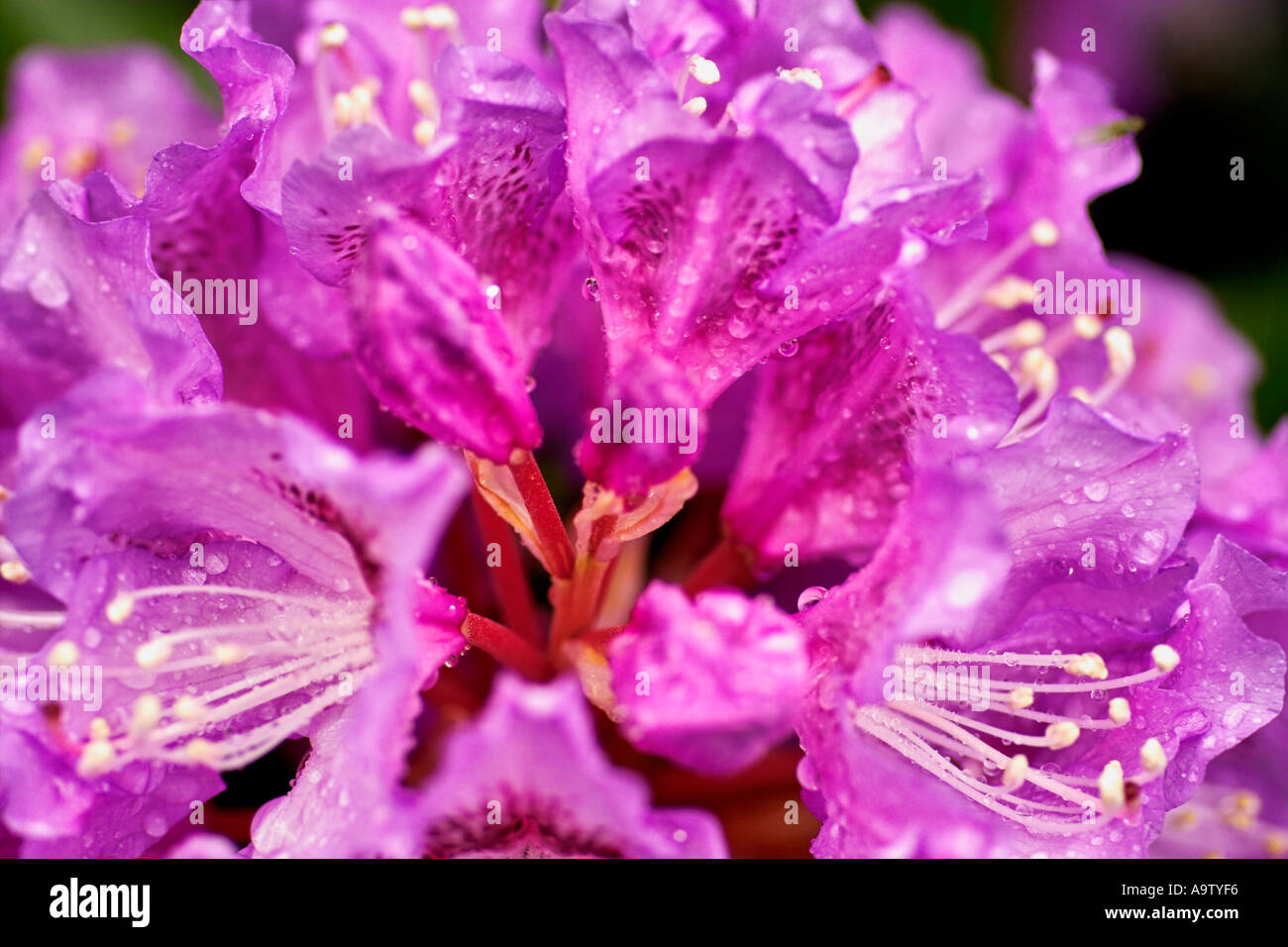 Rhododenron flowers hi-res stock photography and images - Alamy