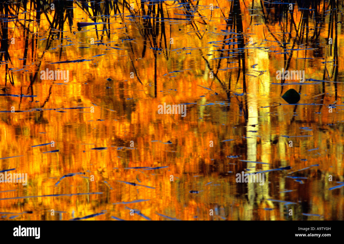 Pond burnham beeches uk hi-res stock photography and images - Alamy