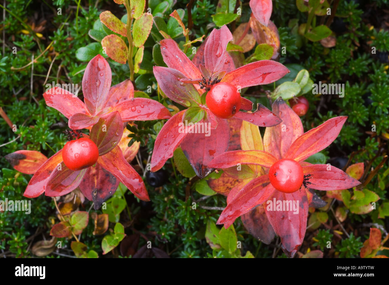 Dwarf cornel berries Stock Photo - Alamy