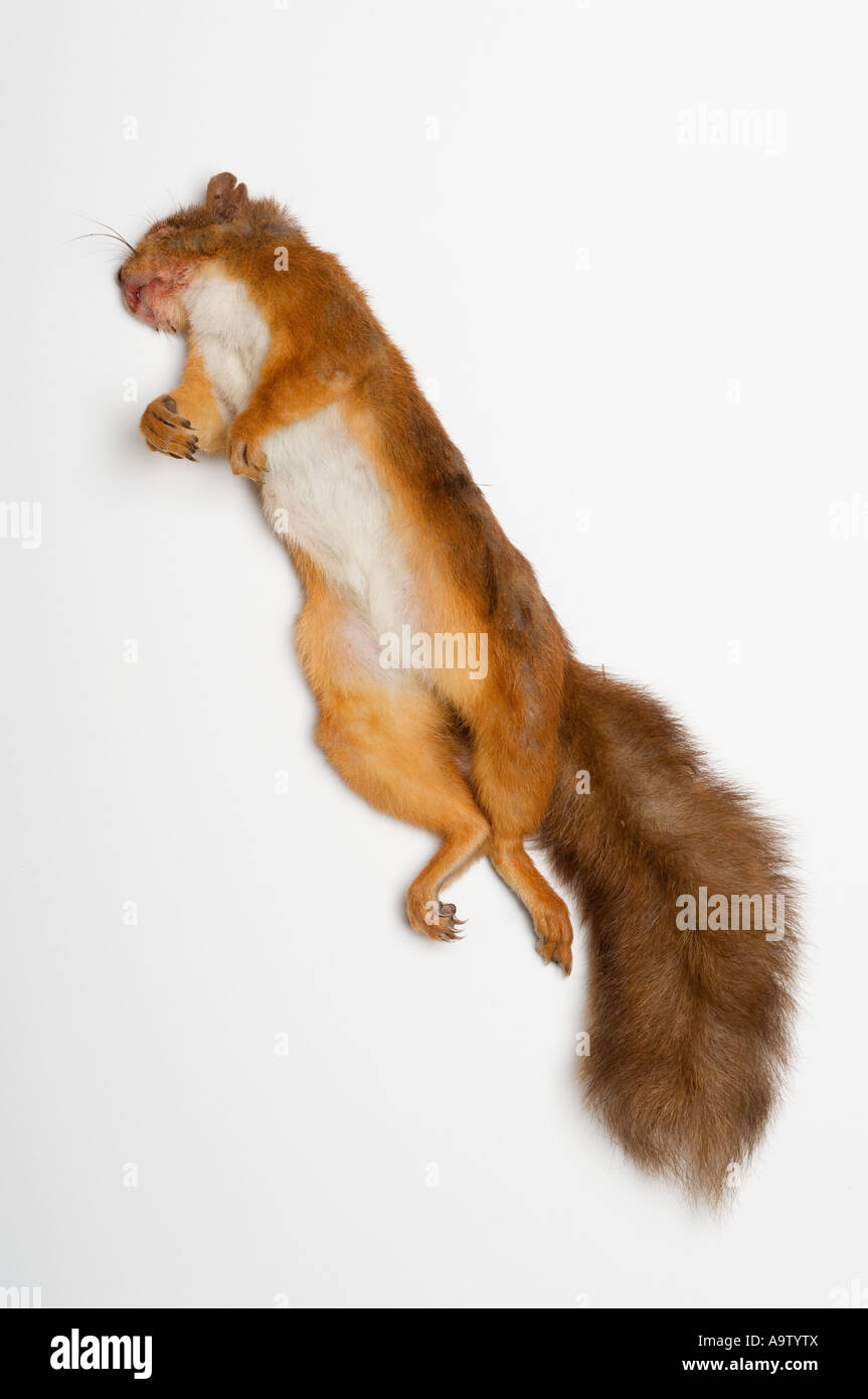 Dead squirrel studio hi-res stock photography and images - Alamy