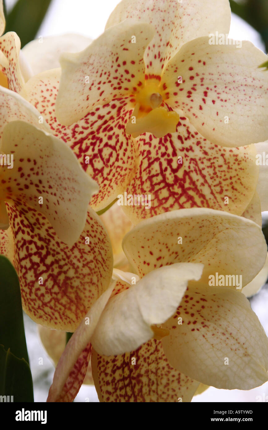 Terrestrial and epiphytic orchids hi-res stock photography and images ...
