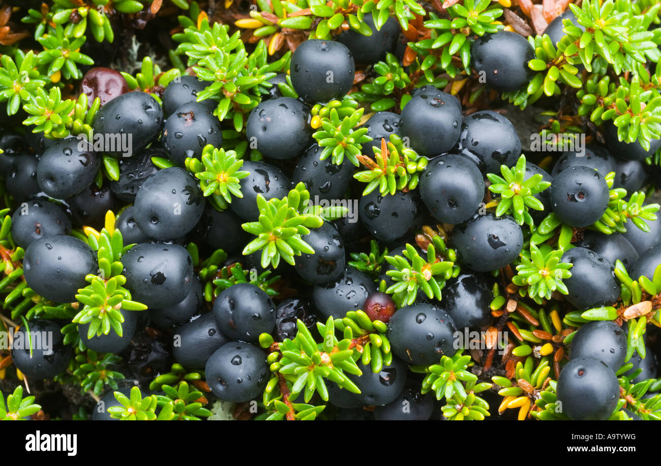 Crowberry norway hi-res stock photography and images - Alamy