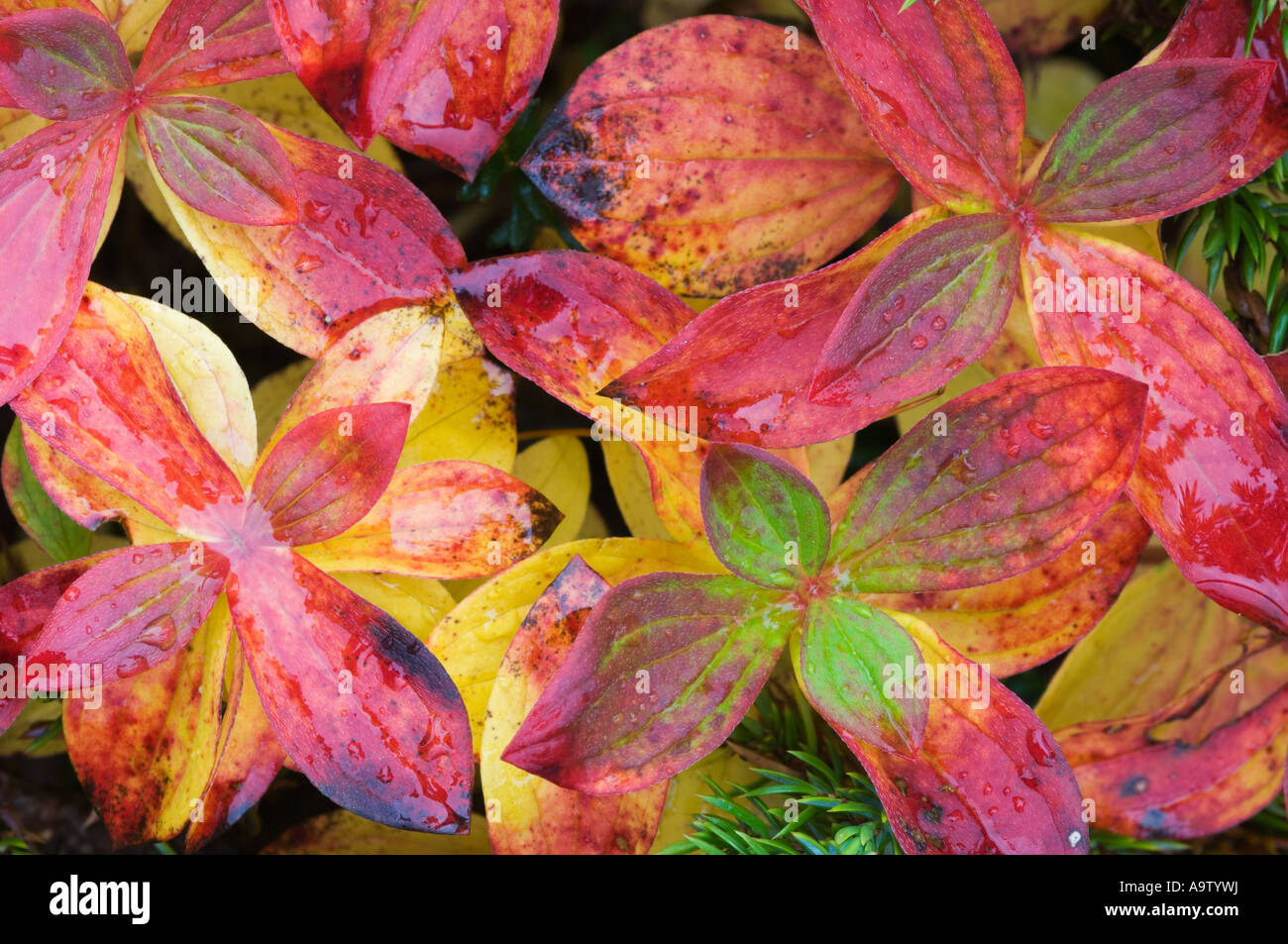 Dwarf cornel leaves in autumn Stock Photo - Alamy