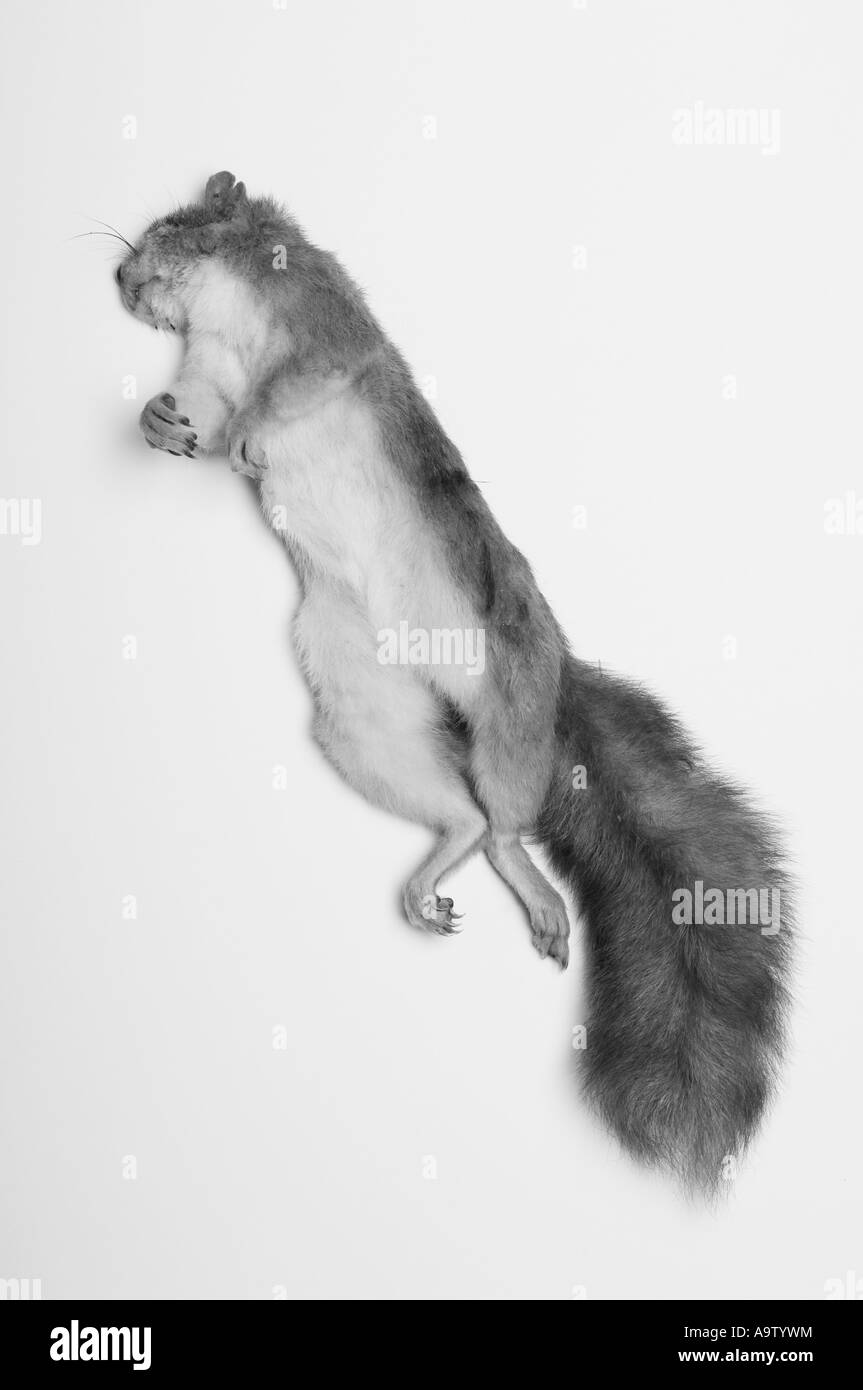 Dead squirrel studio hi-res stock photography and images - Alamy