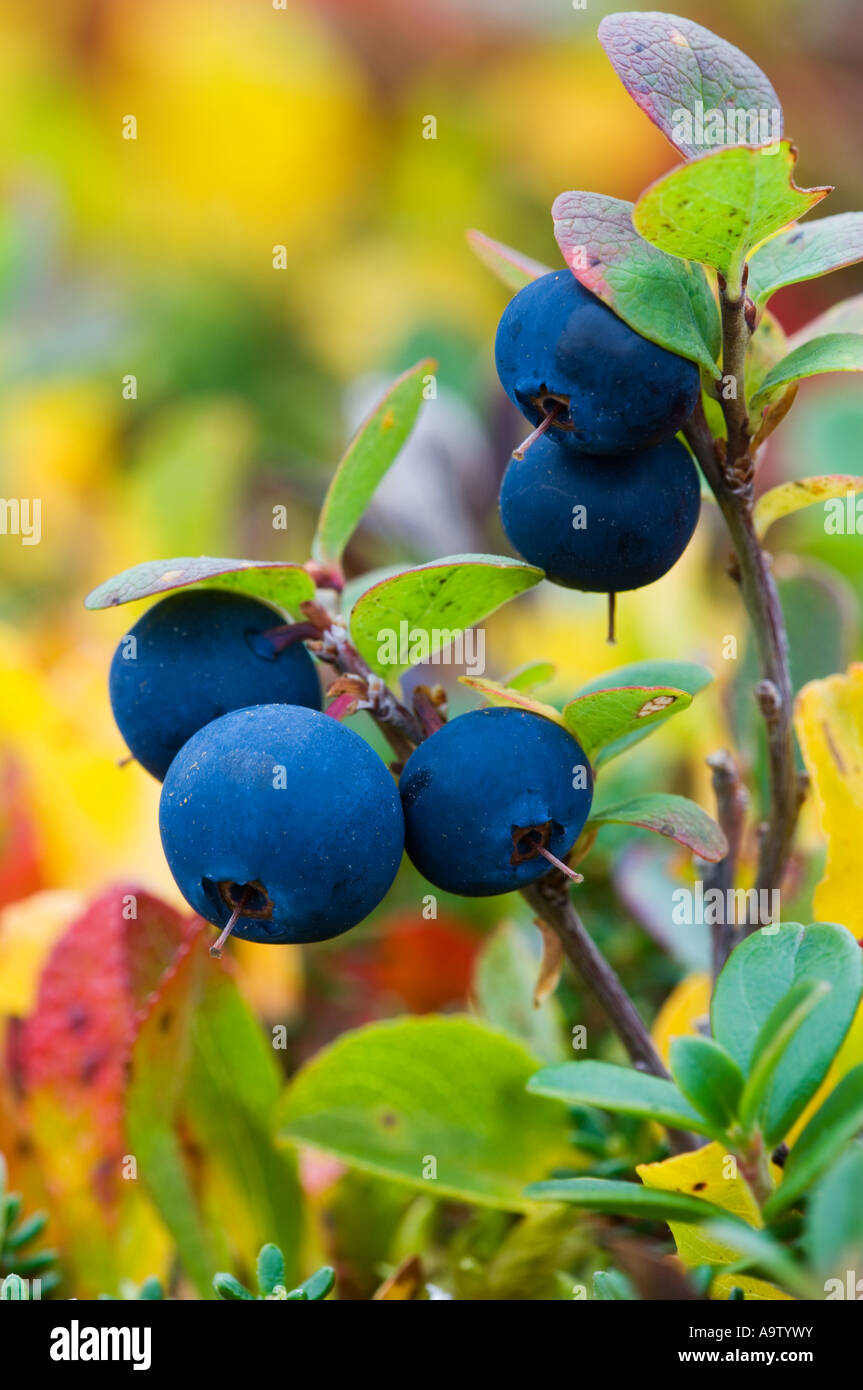 Northern bilberry fruits amongst dwarf willow Stock Photo - Alamy