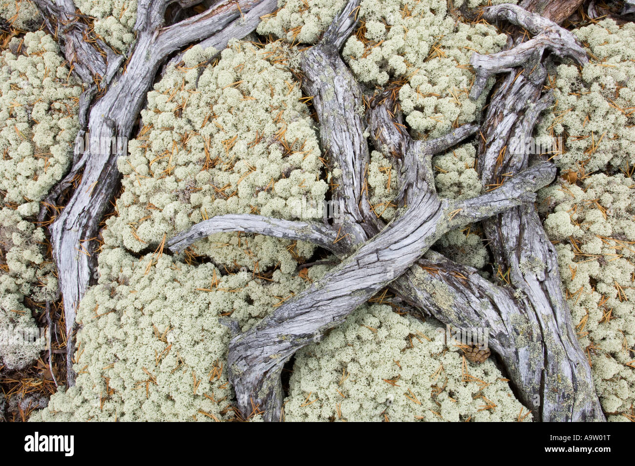 Dead pine boughs amongst lichen sp formed into polygons after drought ...