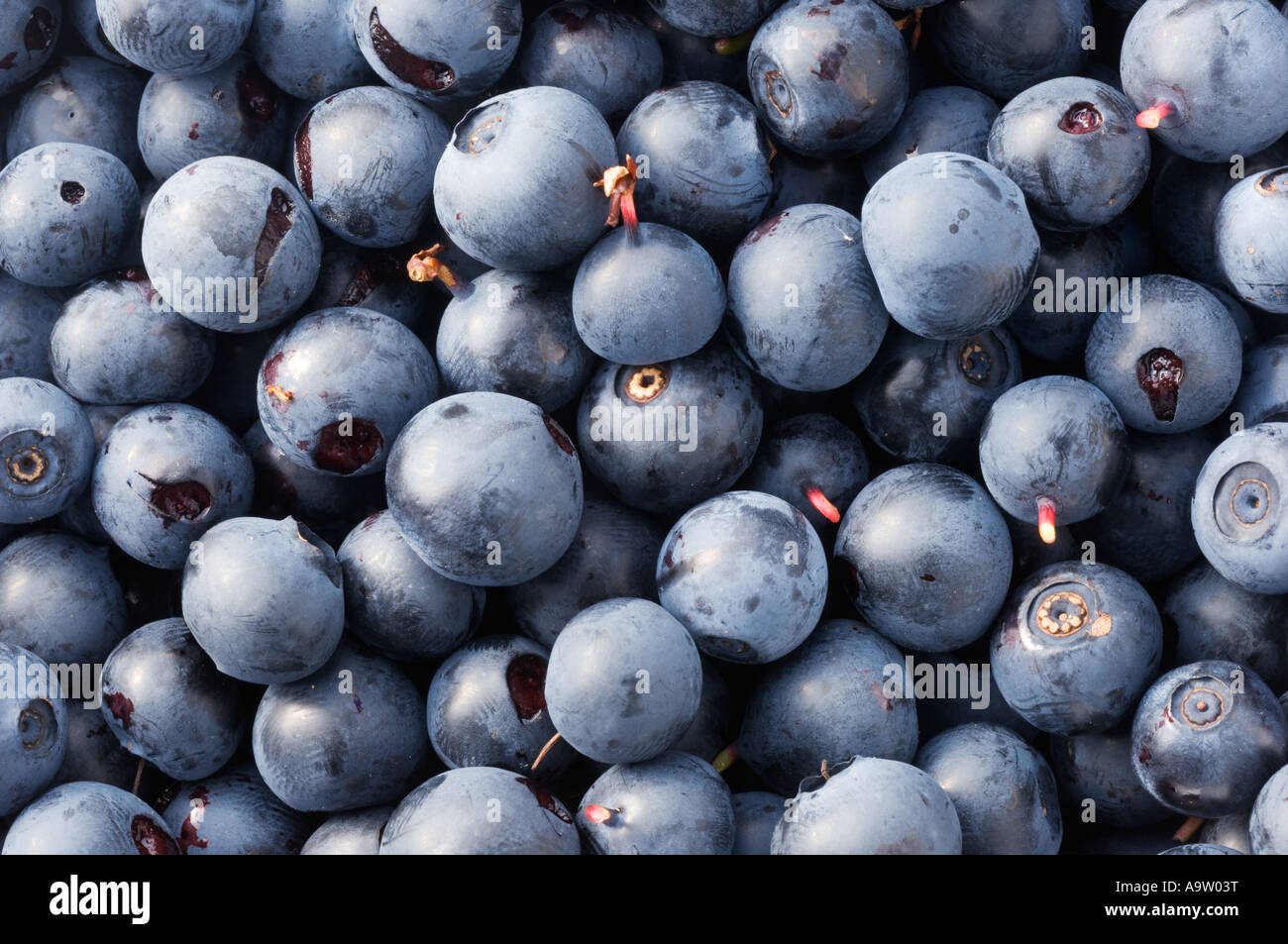 Picked bilberry fruits Stock Photo - Alamy