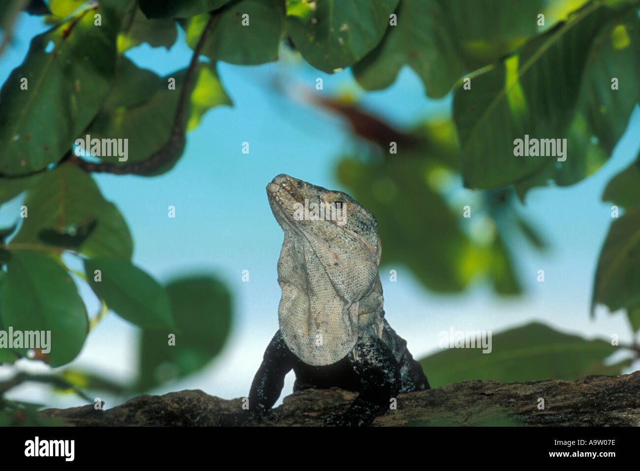 SPINY-TAILED IGUANA (Ctenosaura similis) MANUEL ANTONIO NATIONAL PARK ...