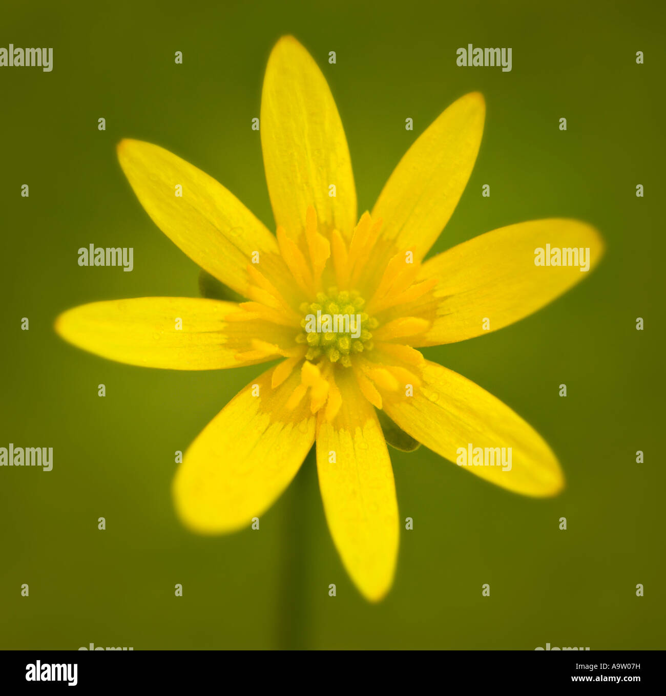 Spring buttercup close up with green background shot in daylight with ...