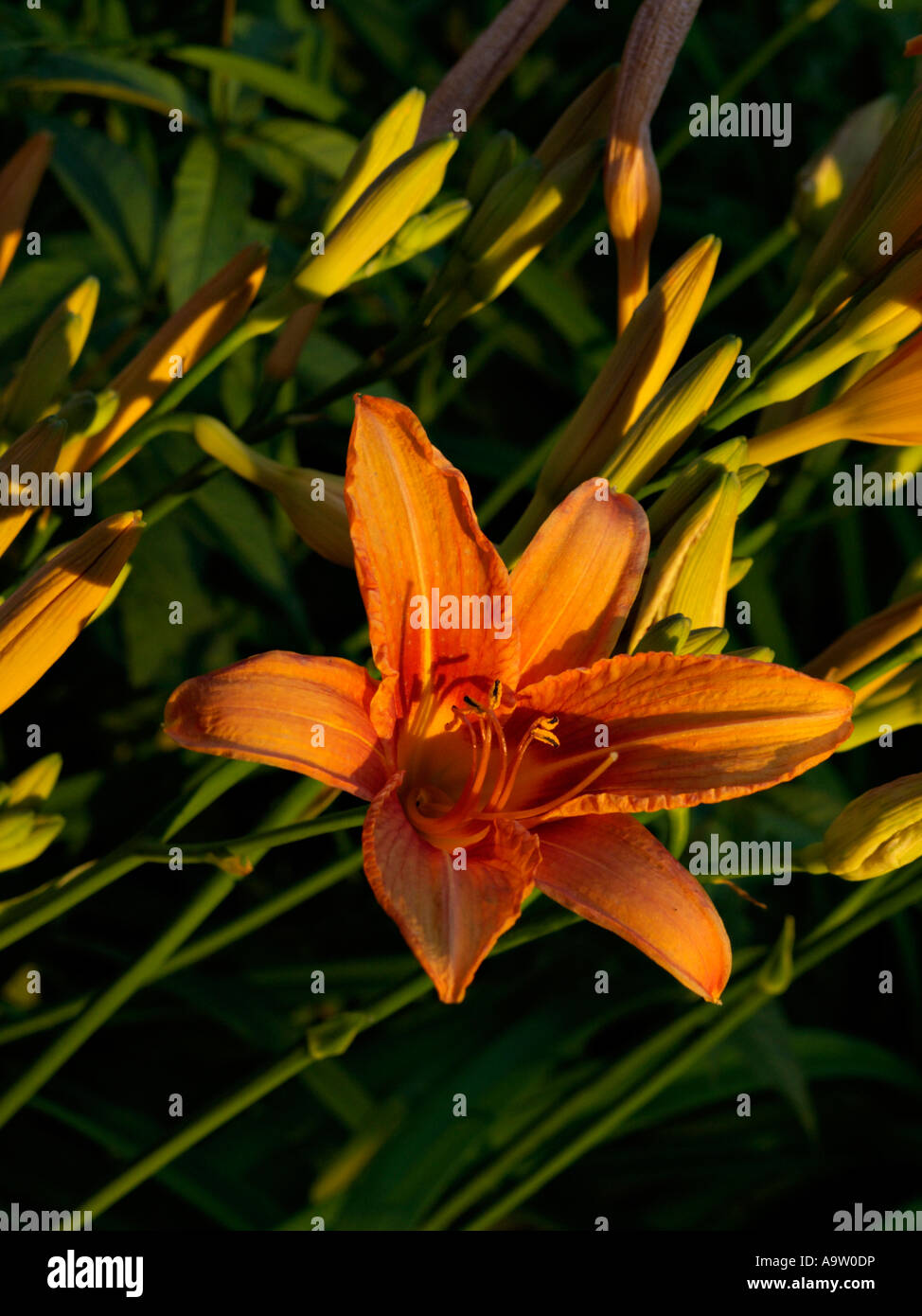 Orange flowers hemerocallis fulva hi-res stock photography and images ...