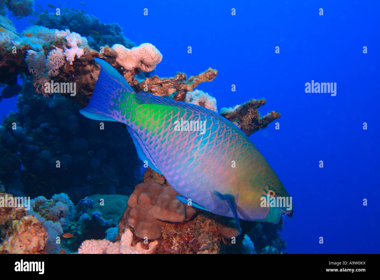 Parrotfish hi-res stock photography and images - Alamy