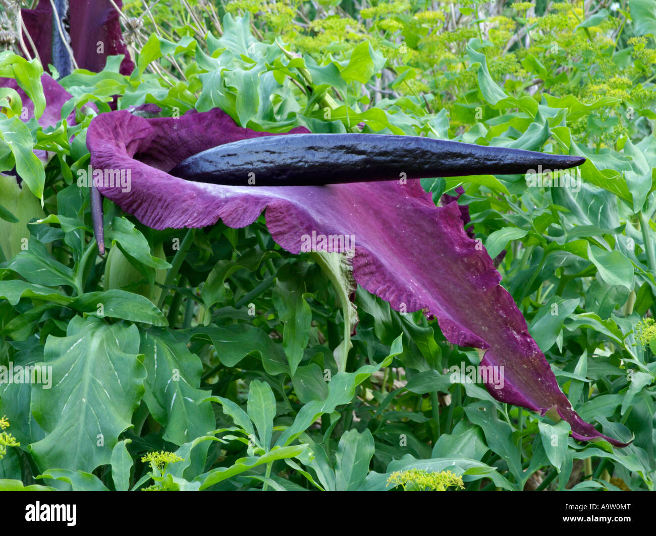 Dragon arum hi-res stock photography and images - Alamy