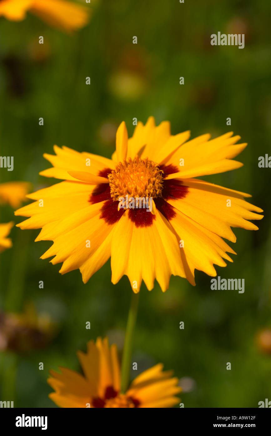Coreopsis Grandiflora Heliot