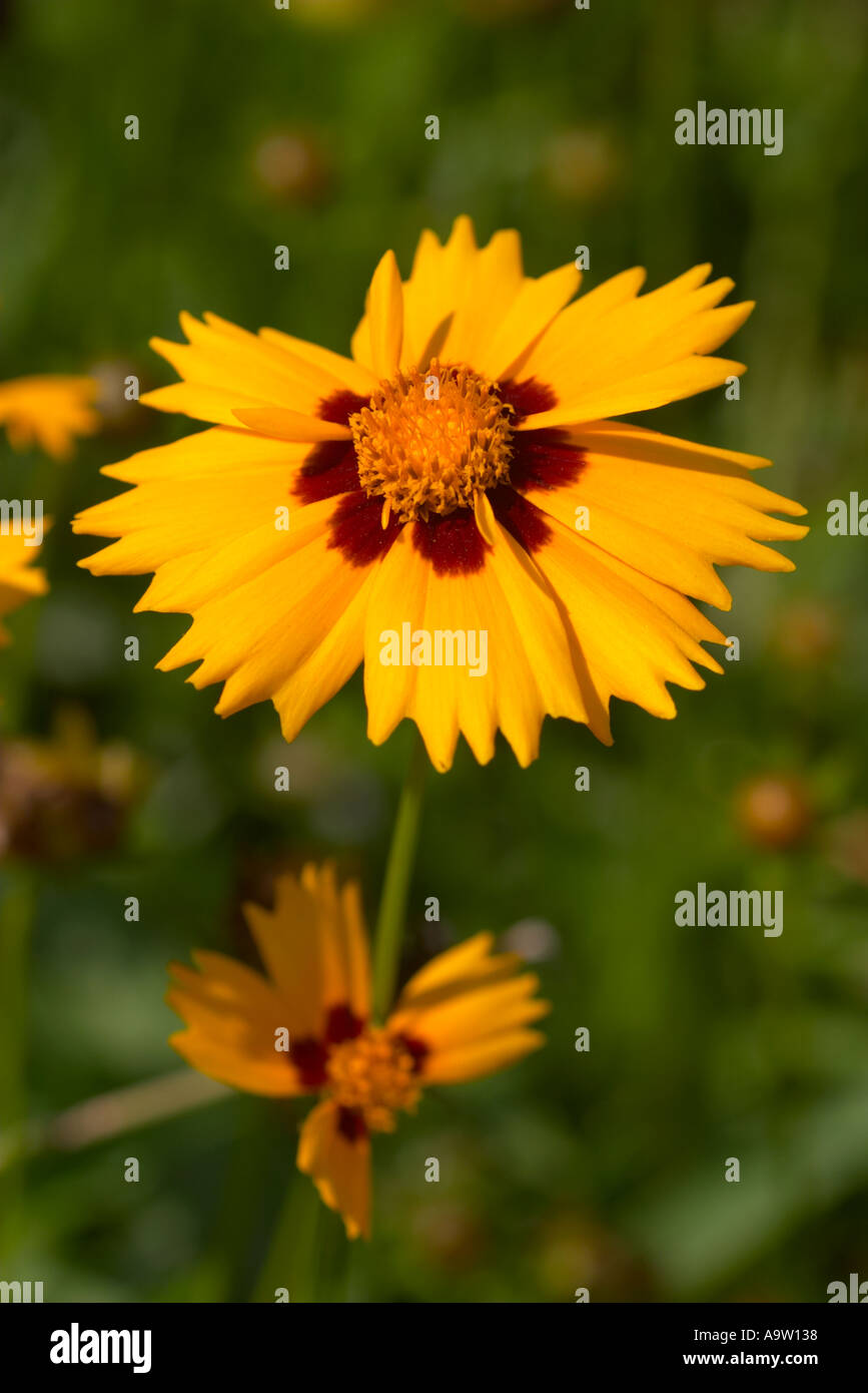 Coreopsis Grandiflora Heliot