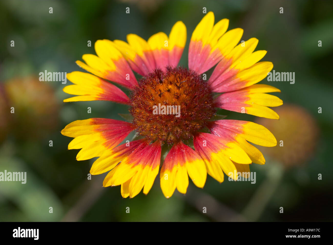 Gaillardias hi-res stock photography and images - Alamy
