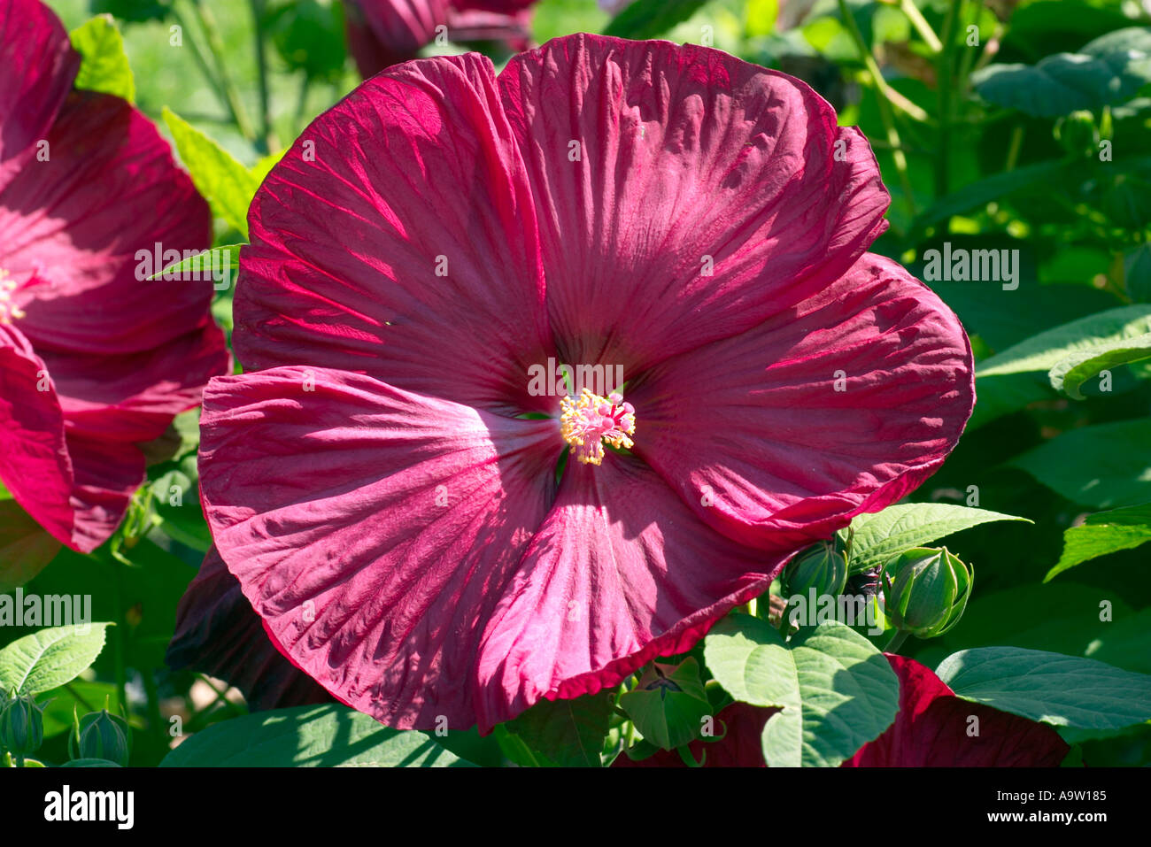 Hibiscus Disco Belle Stock Photo - Alamy