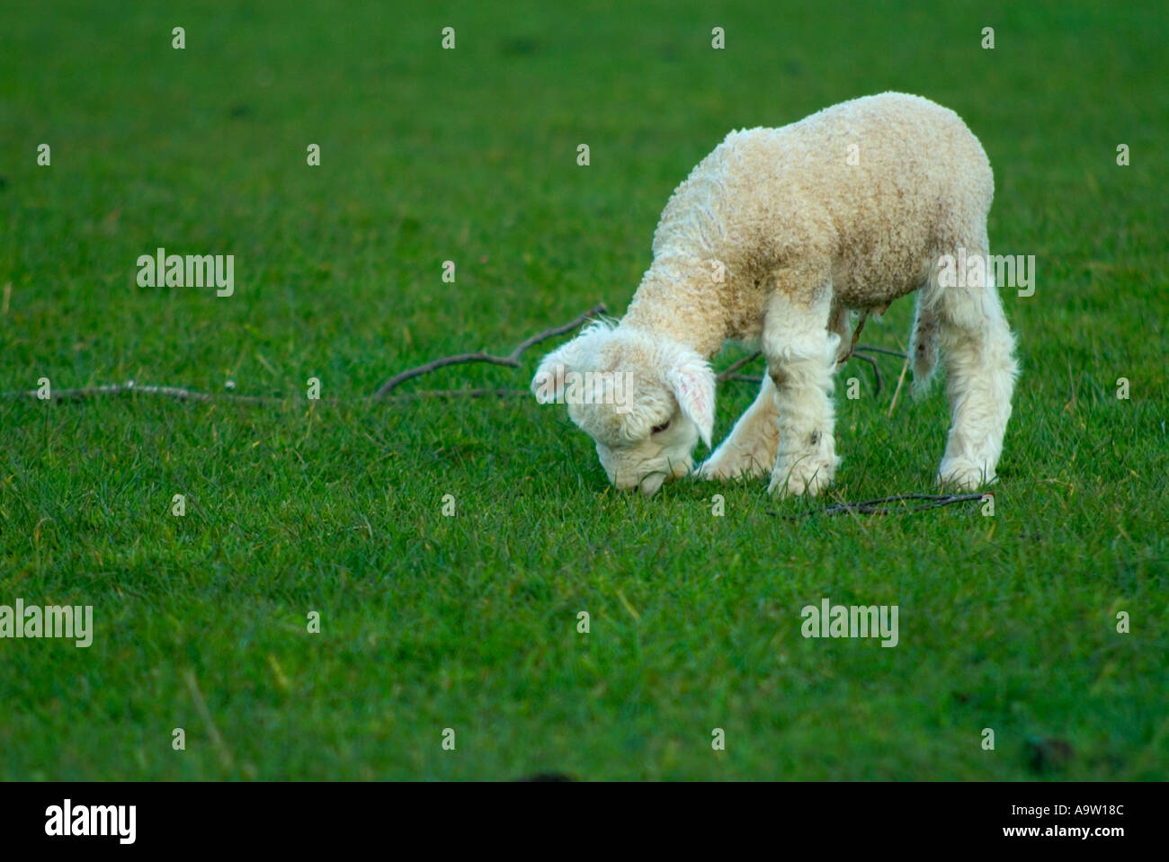 Sheep and lamb in field Stock Photo - Alamy