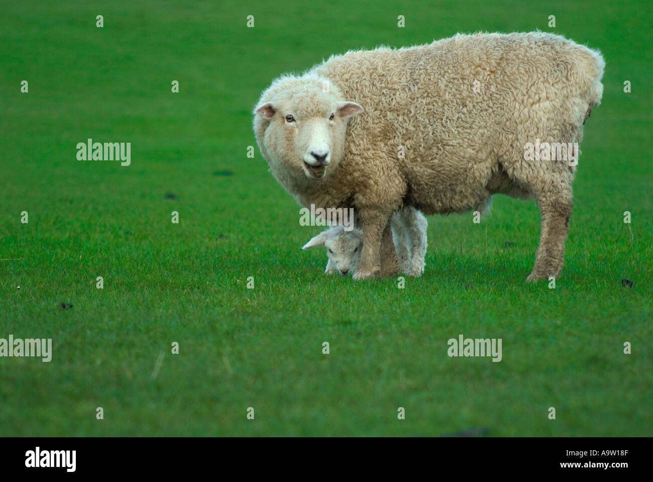 Sheep and lamb in field Stock Photo - Alamy