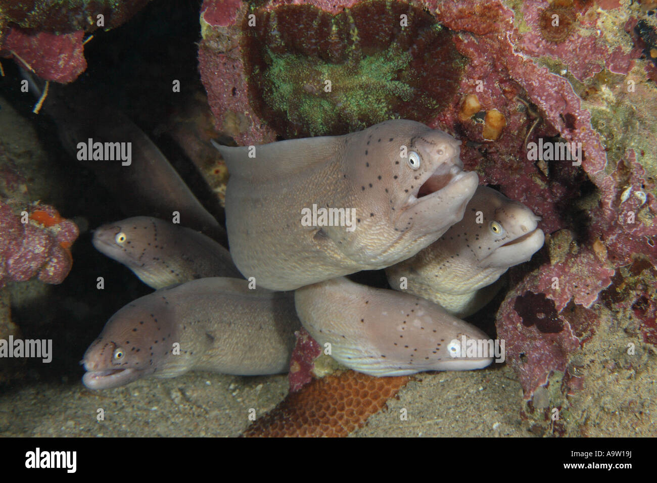 Grey moray eels Gymnothorax griseus Stock Photo - Alamy