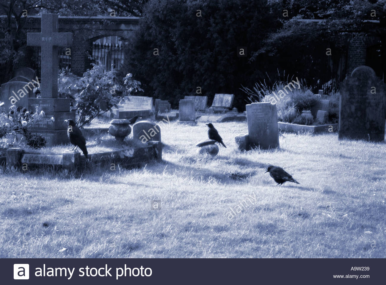 Gothic Graveyard Raven Stock Photos & Gothic Graveyard Raven Stock ...