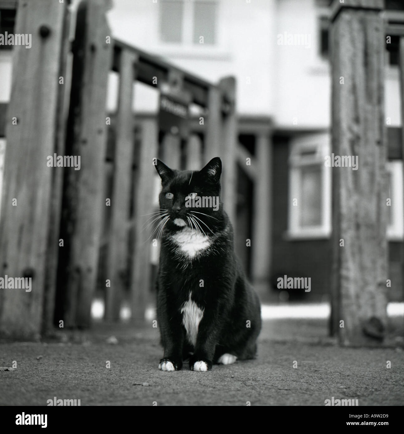 cat at the gate Stock Photo - Alamy