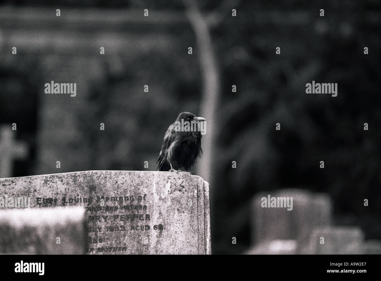 crow standing on tombstone Stock Photo - Alamy