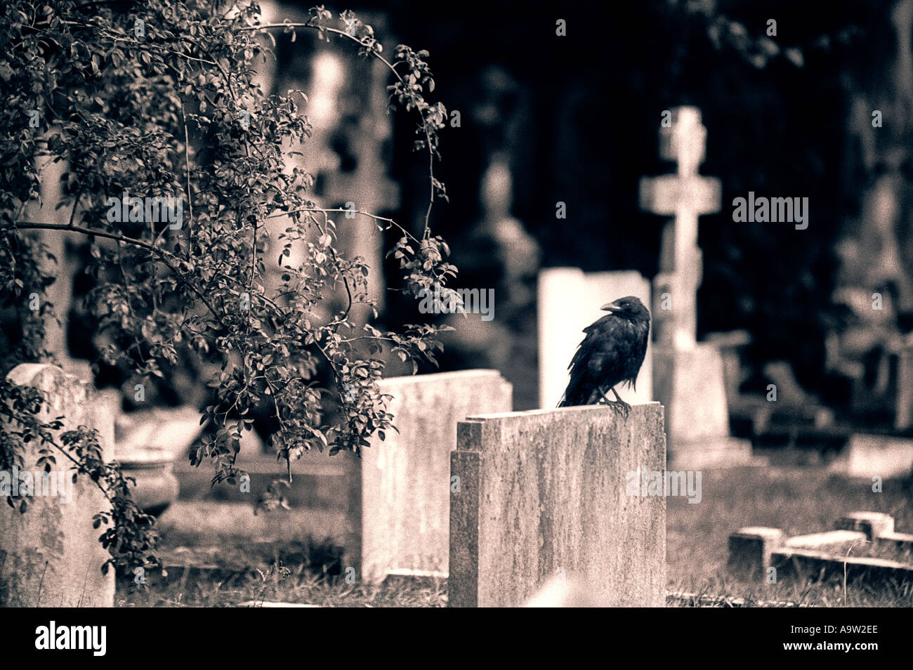 Crows in cemetery hi-res stock photography and images - Alamy