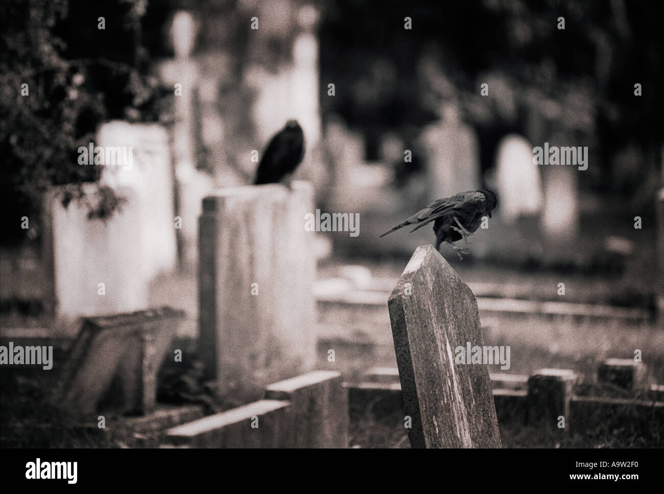 Crows in cemetery hi-res stock photography and images - Alamy