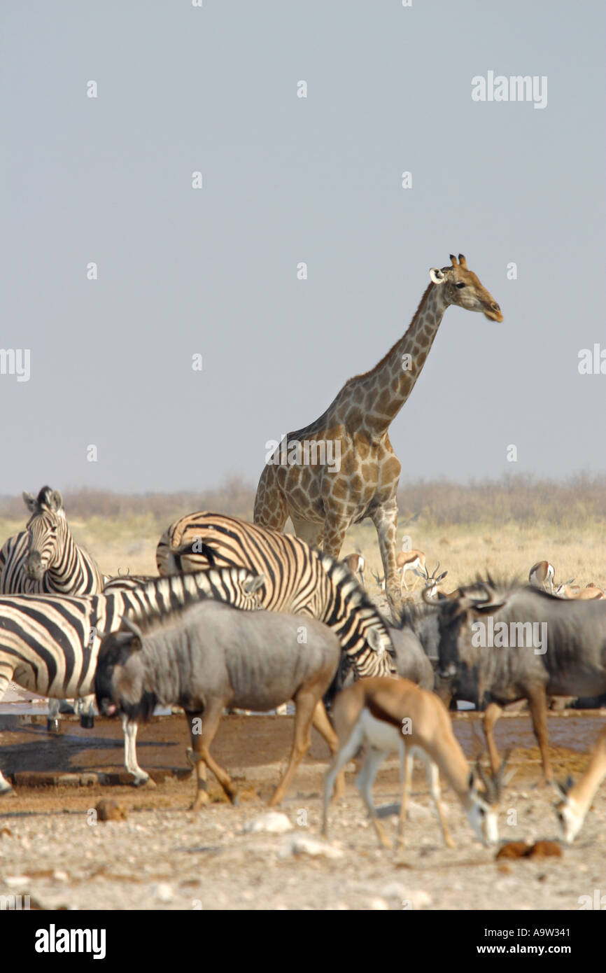 Mbari hi-res stock photography and images - Alamy