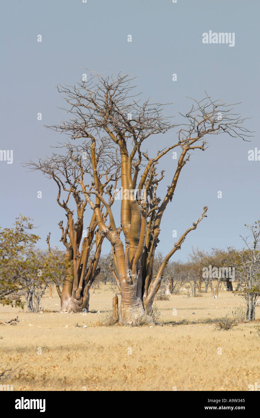 Moringa trees Etosha National park Namibia Stock Photo - Alamy