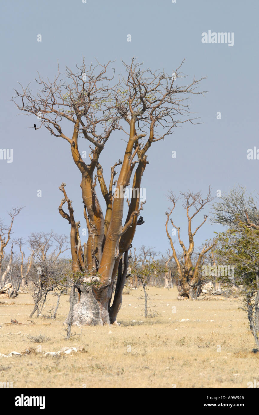 Moringa trees Etosha National park Namibia Stock Photo - Alamy