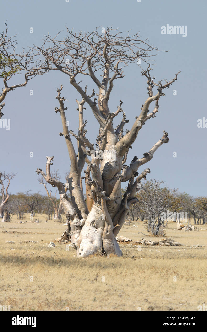 Moringa trees hi-res stock photography and images - Alamy