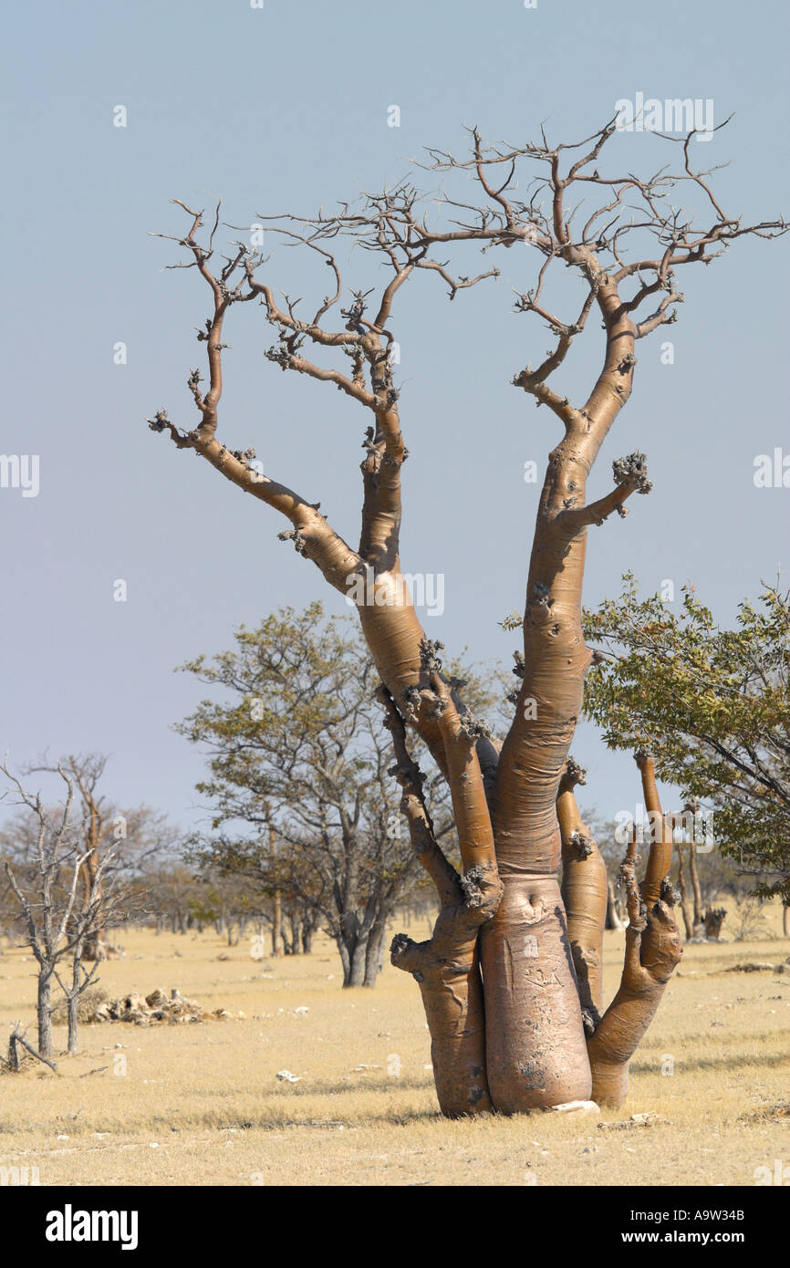 Moringa trees hi-res stock photography and images - Alamy