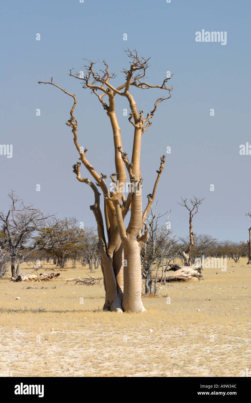 Moringa Trees High Resolution Stock Photography and Images - Alamy