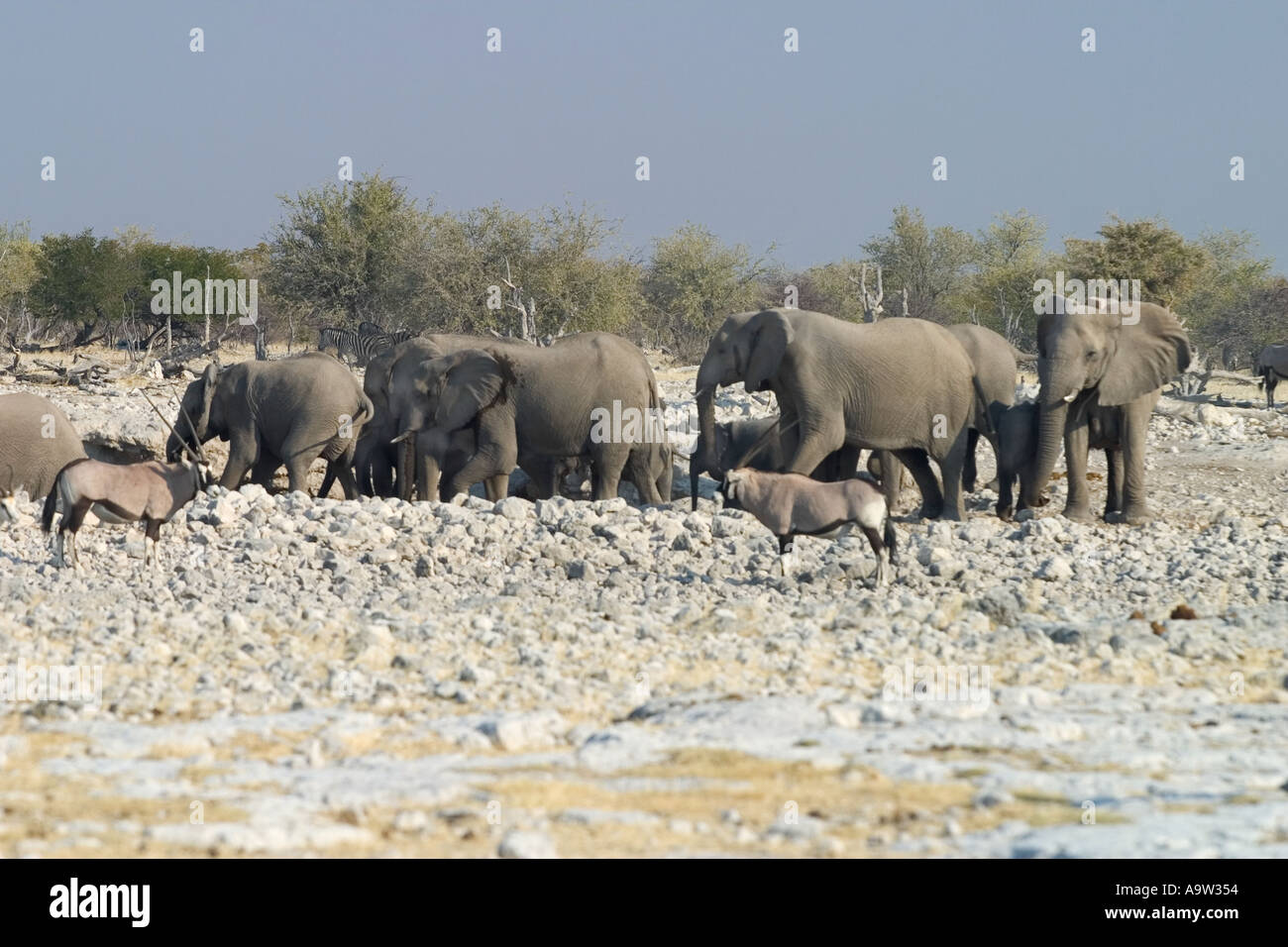 Ombika waterhole hi-res stock photography and images - Alamy