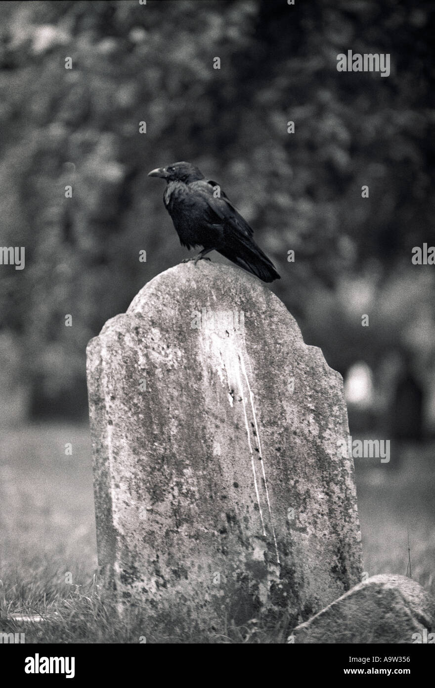 Gothic Graveyard Raven Stock Photos & Gothic Graveyard Raven Stock ...
