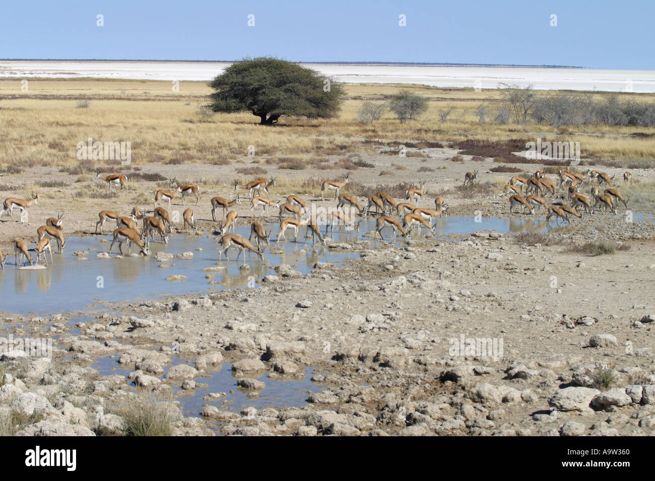 Salvadora waterhole Etosha National park Namibia Stock Photo - Alamy