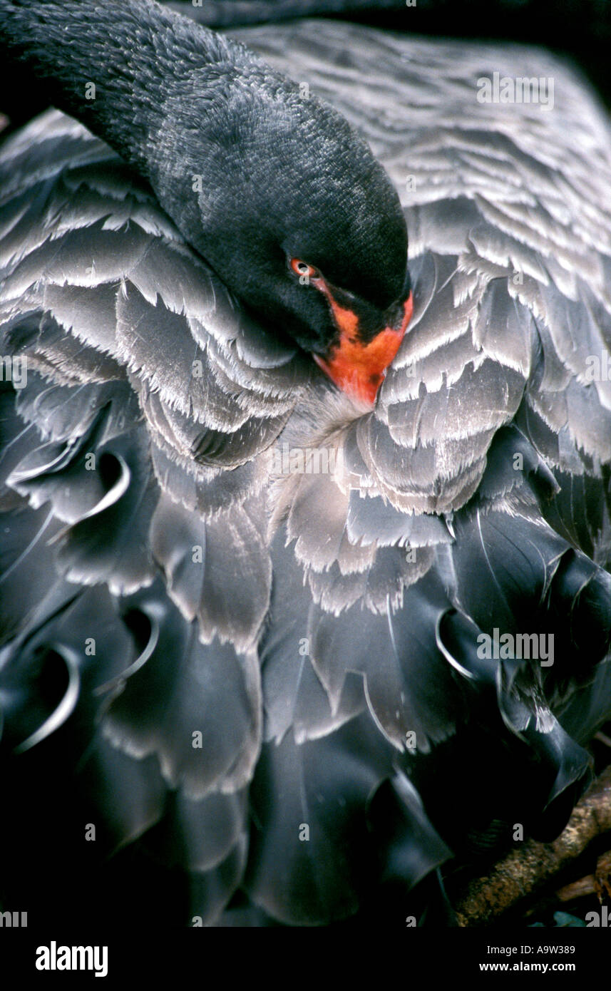 Black cygnet swan with red bill Stock Photo - Alamy
