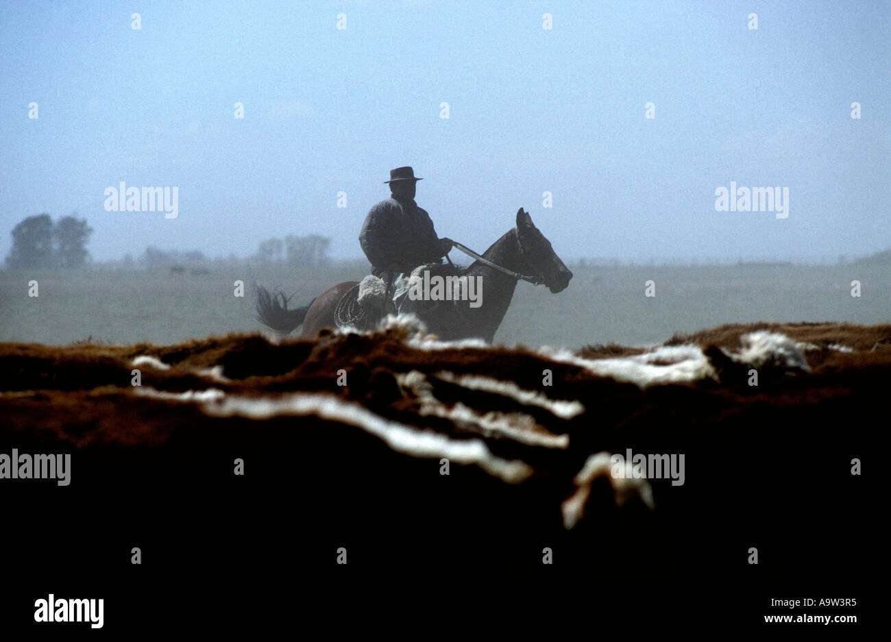 Cattle herding Colonel Suarez Argentina Stock Photo - Alamy