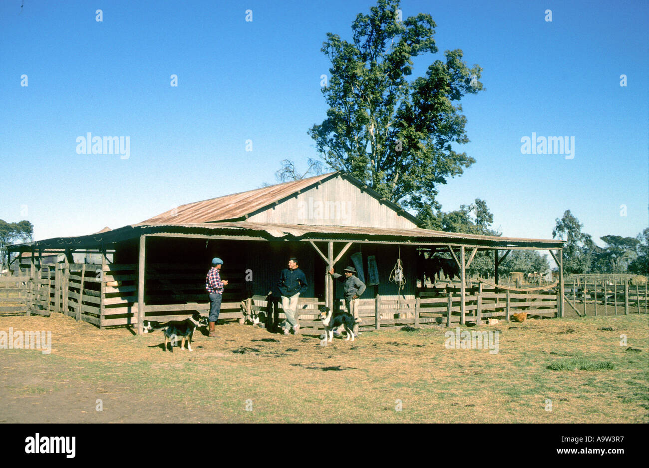 Cattle ranch argentina hi-res stock photography and images - Alamy