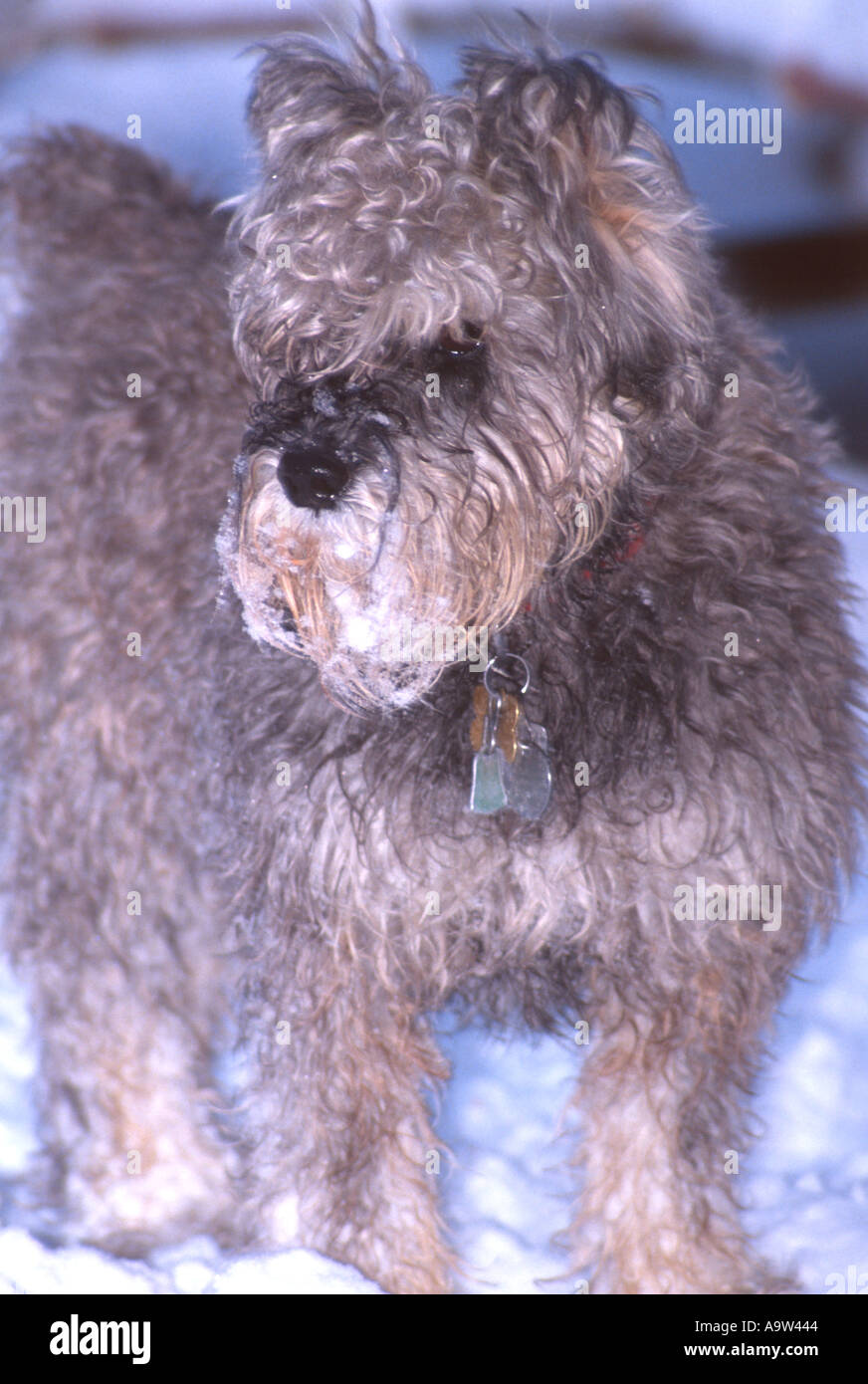 Dog Miniature Schnauzer Winter snow shaggy coat wet from playing in ...