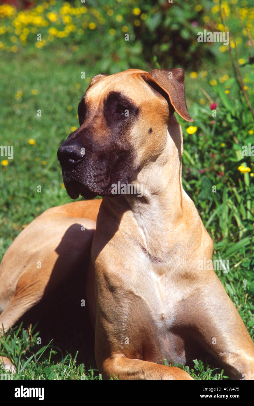 Fawn great dane hi-res stock photography and images - Alamy