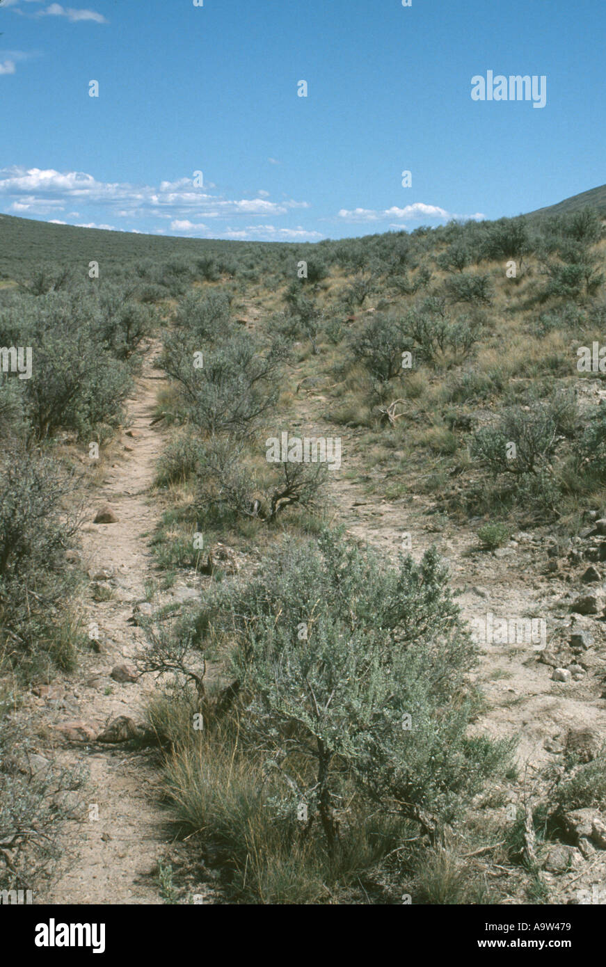 old ruts from wagons through sagebrush on Oregon Trail Flagstaff Hill ...