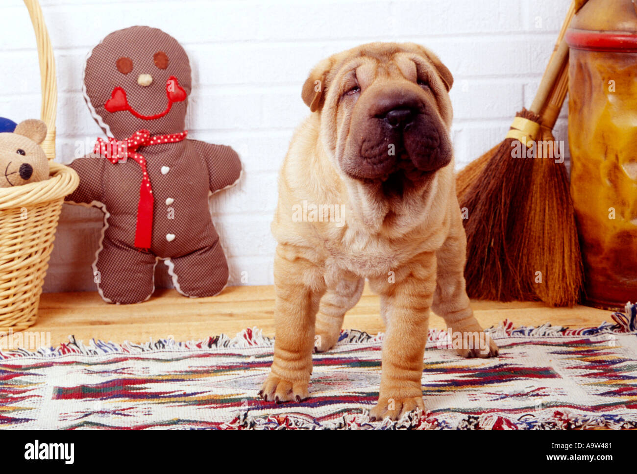 Shar Pei puppy showing wrinkled skin PR 208 Stock Photo - Alamy