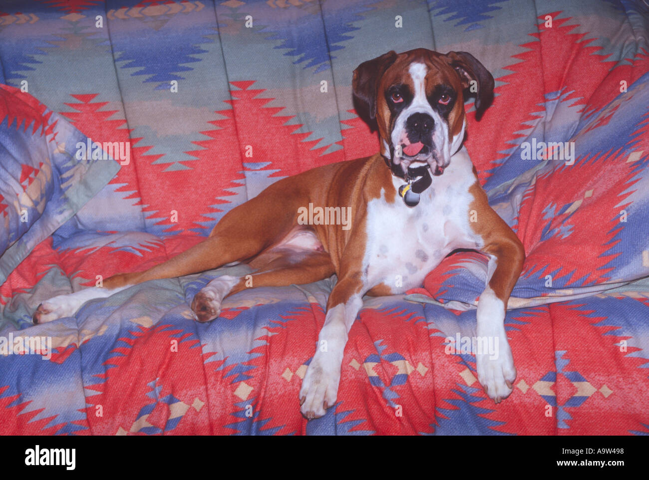 dog Boxer fawn and white tongue sticking out resting on couch with ...