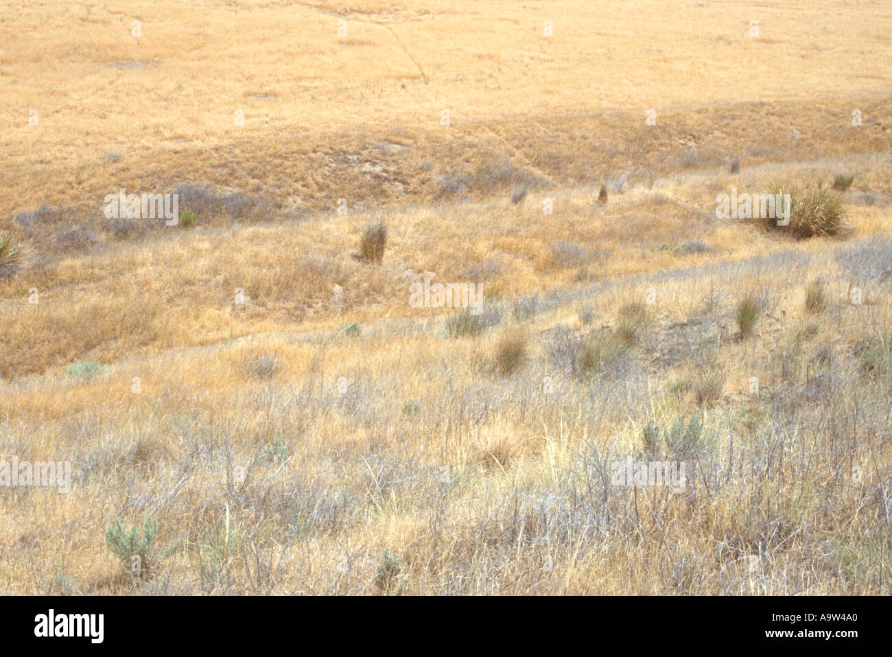 deeply eroded wagon ruts on Oregon Trail approaching pass Keeney Pass ...