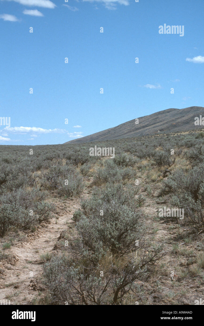 old ruts from wagons through sagebrush on Oregon Trail Flagstaff Hill ...