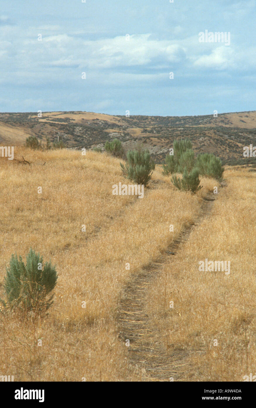 Oregon trail ruts hi-res stock photography and images - Alamy