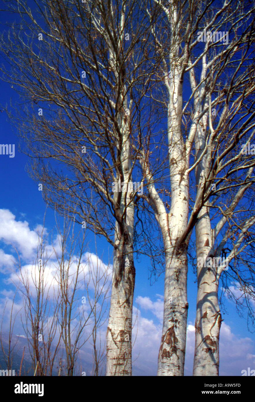 Thin poplar hi-res stock photography and images - Alamy